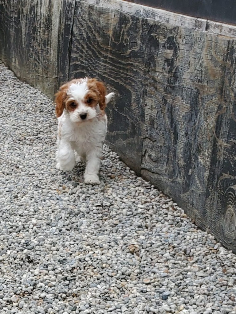 Peaceful Paws Puppies - Born into love.